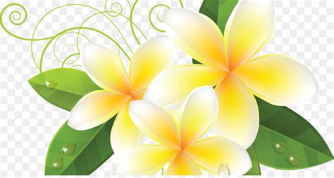 Bunga Kamboja Vector 56 Koleksi Gambar