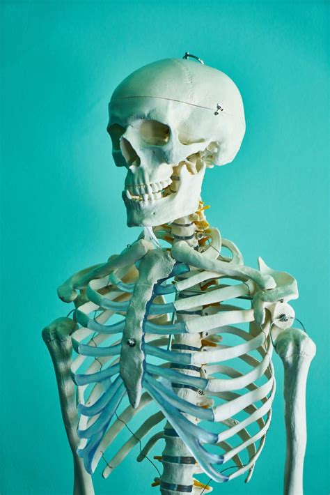Dexa Dexa