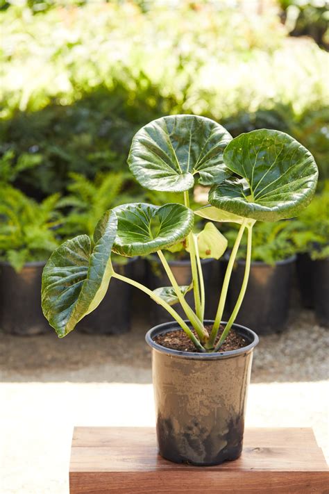 Leopard Plant Farfugium Gigantea