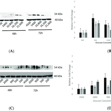 Gene Expression Of Ace2 In Hypothalamic Neurons Under Various Glucose