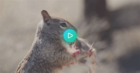 Not Only Peanuts  On Imgur