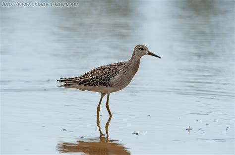 エリマキシギ Calidris Pugnax Ruff おきなわカエル商会