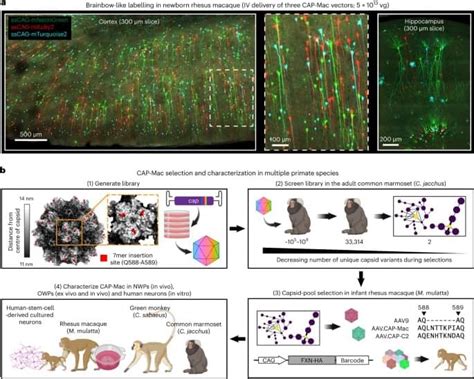 Adeno Associated Viral Vectors For Functional Intravenous Gene Transfer Throughout The Non Human