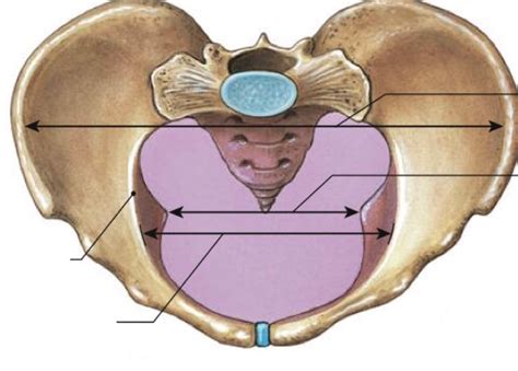 Divisions Of The Pelvis Diagram Quizlet