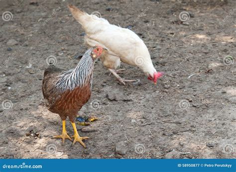 Two Hens Stock Image Image Of Chicken Green Bird Meat 58950877