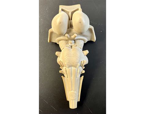 Brain Stem And Diencephalon Ventral View Quiz