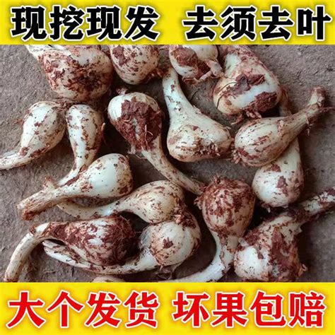 藠头新鲜荞头现挖茭头教头农家自种叫头5斤食用腌制泡菜时令蔬菜虎窝淘