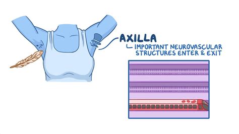 Anatomy Of The Axilla Video Causes And Meaning Osmosis