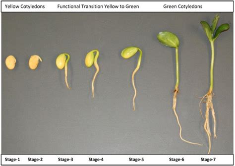 Seven Different Developmental Stages Of Soybean Seedling Development
