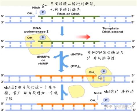 分子生物学 第四章 Dna的生物合成 知乎
