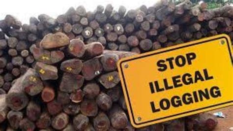 The History Of Sustainable Forestry Practices And How They Are Being