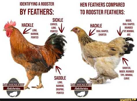 How To Tell A Rooster From A Hen By Recognizing Their Behavior Plumage