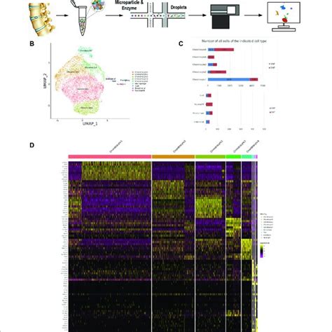 Cell Cell Communication Network Of Cellphonedb In The Nucleus