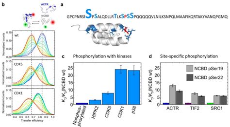 Effects Of Ncbd Phosphorylation On Binding Affinity A Sequence And Download Scientific