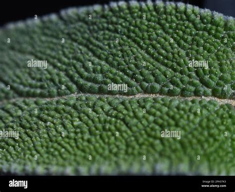 Sage Leaf Macro Magnified Image Showing Microstructure Of The Leaf