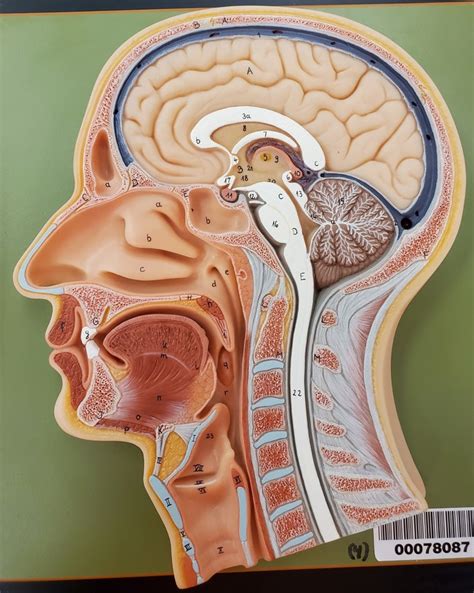 Sagittal Head Model Diagram Quizlet