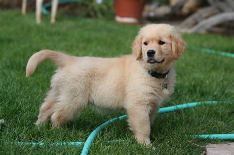 Golden Retriever Adoption Canada Rescue And Rehoming 2023