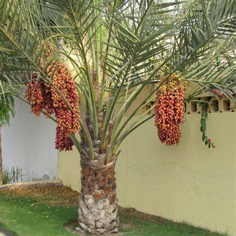 Date Palm Wikipedia 42 Off Brunofugaadvbr
