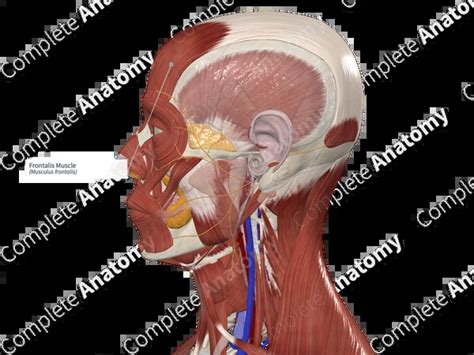 Frontalis Muscle Complete Anatomy