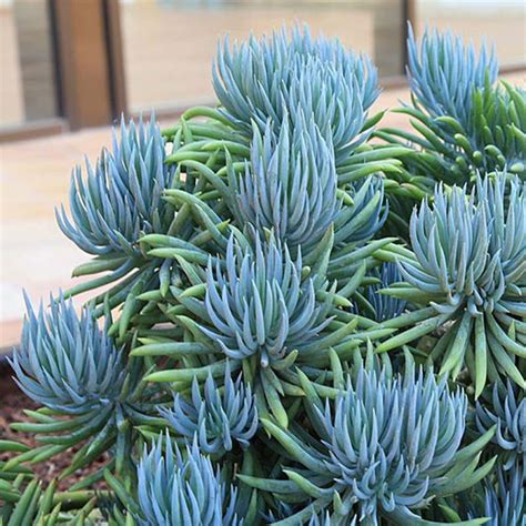 Senecio Mandraliscae Arbrisseau Méditerranéen Persistant Bleu Argenté