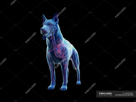 Structure Of Dog Vascular System With Colorful Blood Vessels In