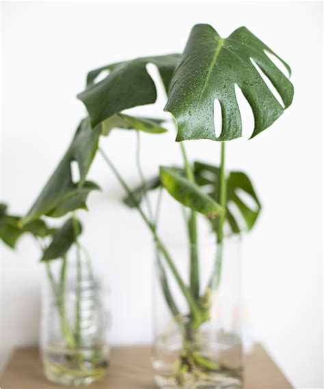 Can You Grow A Monstera In Water 5 Simple Steps To Success Homes And