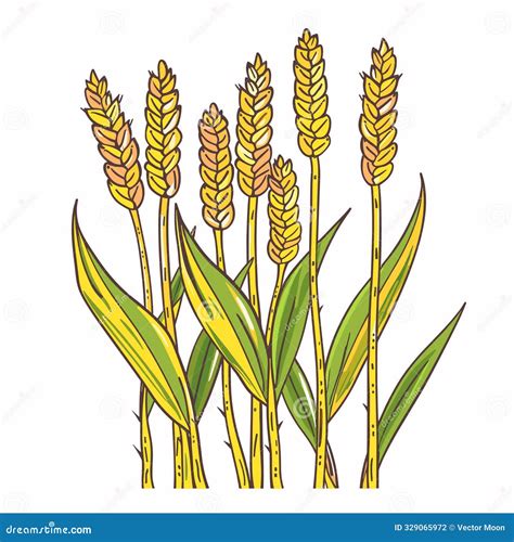 Wheat Stalks Green Leaves Showcasing Grain Detail Drawing Style