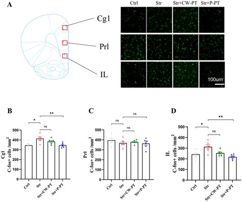 The Effect Of Phototherapy On C Fos Expression In Cg1 Prl And Il A The