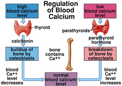 Negative Feedback Loops Calcium Homeostasis Flashcards Quizlet
