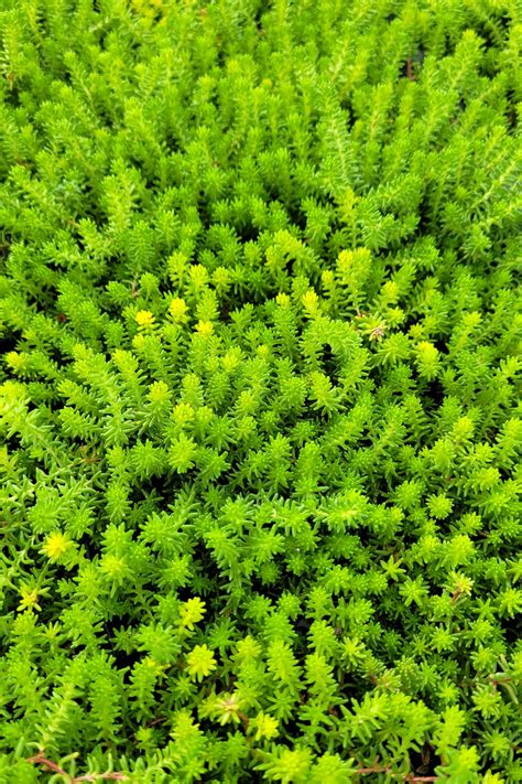 Sedum Sexangulare Golddigger