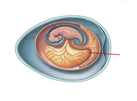 Biology Chapter 16 Pictures Flashcards Quizlet