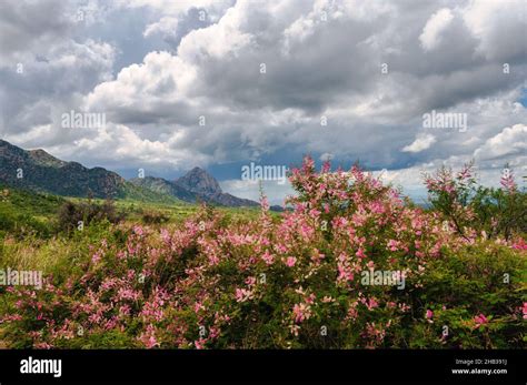 Vibrant Colorful Wildflowers Grow In Summer In Arizona During Monsoon