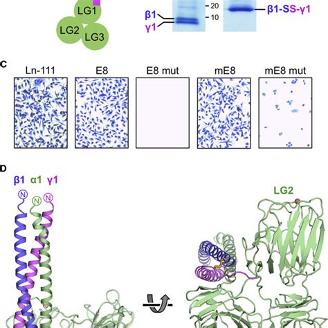 Pdf Crystal Structure Of The Heterotrimeric Integrin Binding Region