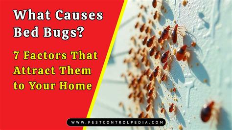 What Causes Bed Bugs 7 Factors That Attract Them To Your Home