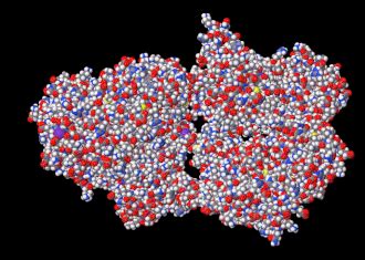 Hexokinase — Wikipédia