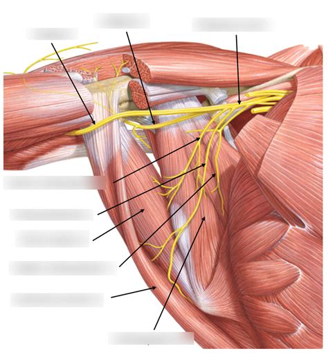 Subscapular Nerves Diagram Quizlet