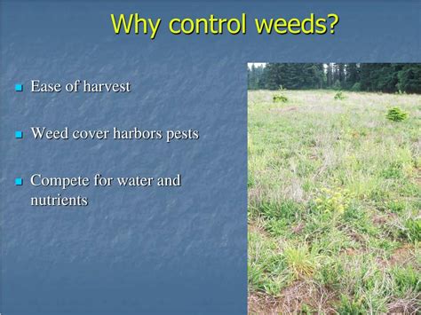 Ppt Christmas Tree Weed Control Tree School 2012 Powerpoint