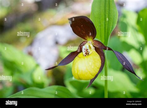 Cypripedium Calceolus Is A Ladys Slipper Orchid And The Type Species