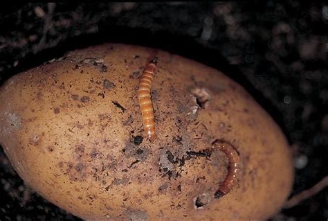 Production Of Wireworm Trap Begins Potato Grower Magazine