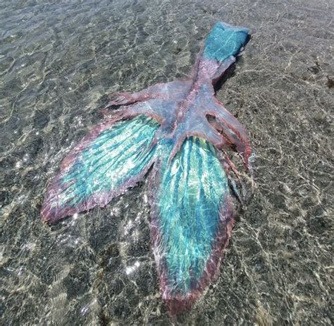 Sikiredfins Ariel Tail Realistic Mermaid Tails Beautiful Mermaids