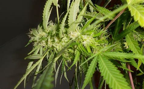 Everything You Need To Know About Gmo Strain Hempercamp