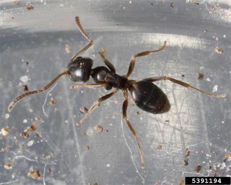 Which Ant Is Which Odorous House Ant South Jersey Termite And Pest