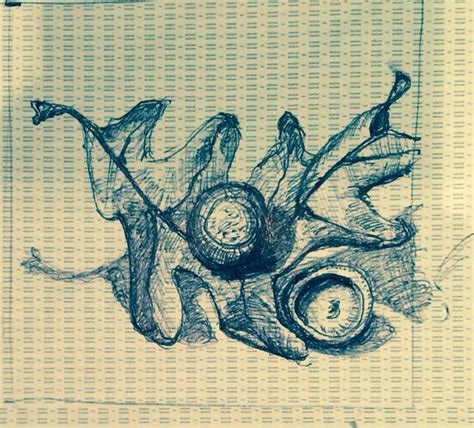 Oak Leaf Sketch In Biro Leaves Sketch Sketches Biro