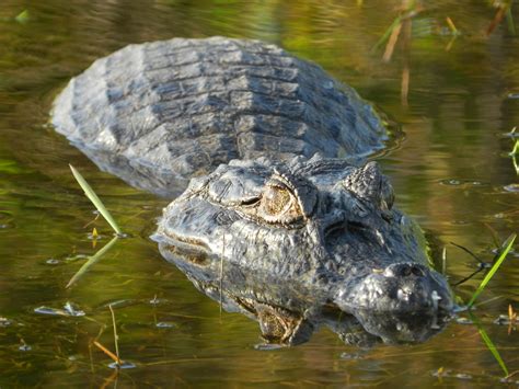 Fazendas De Jacarés Auxiliam Na Conservação Dos Répteis Sos Pantanal