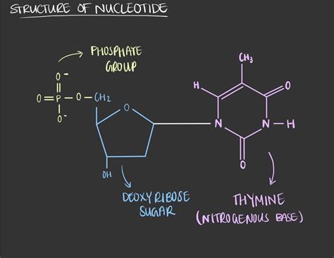 Nucleic Acids The Molecules That Define Us
