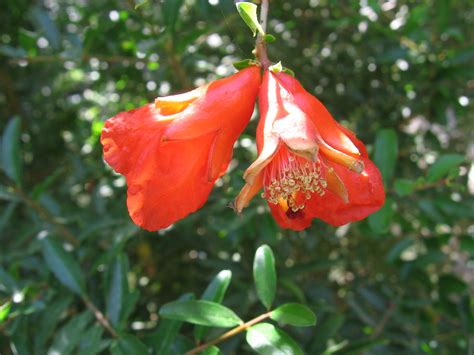 רימון מצוי הגן הבוטני של האוניברסיטה העברית בהר הצופים