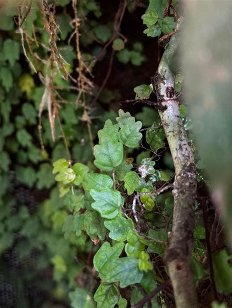 Ficus Pumila Quercifolia Orangefrogstore