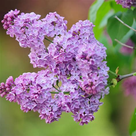 How To Care For Lilac Bushes Green Packs
