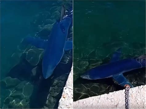 Snimljena Ajkula U Grčkoj Mondo