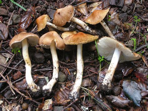 Inocybe Rimosa The Ultimate Mushroom Guide